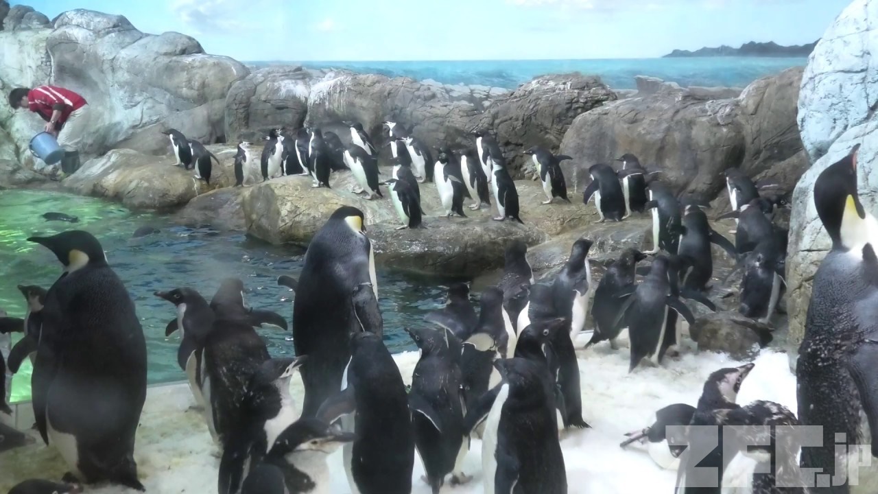 Penguins (ADVENTURE WORLD, Wakayama, Japan) January 18, 2020 | ZFC.jp