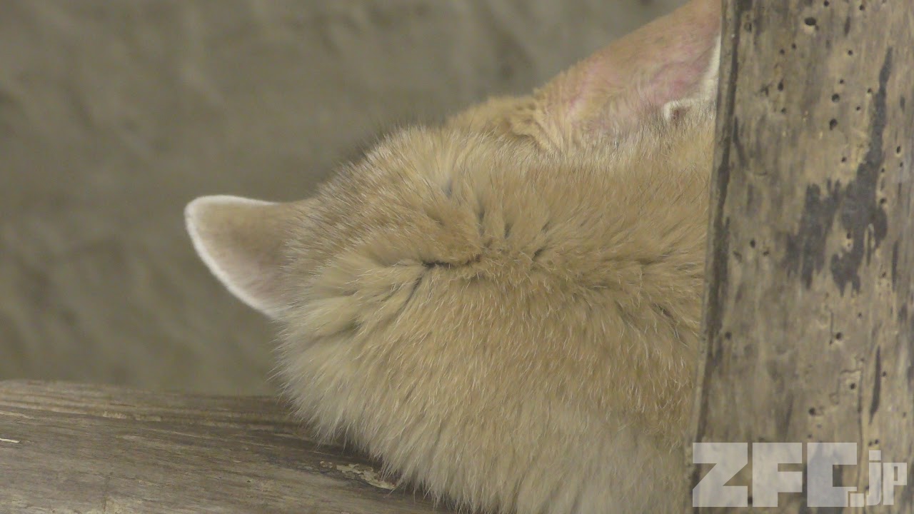 Fennec (Nagasaki Biopark, Nagasaki, Japan) April 21, 2019 | ZFC.jp