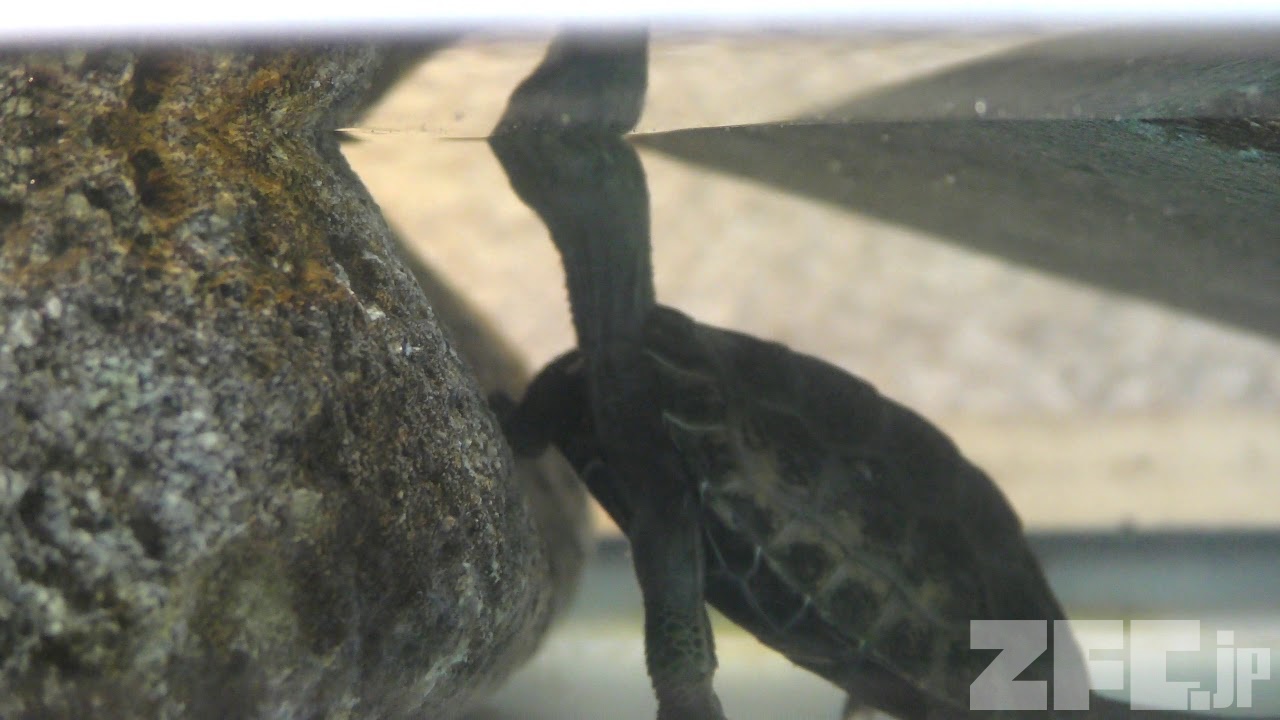 Japanese pond turtle (Kusatsu Tropical Wonderland, Gunma, Japan ...