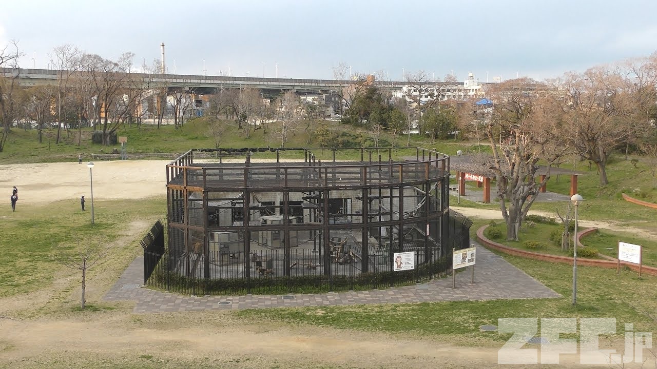 アカゲザル (大浜公園) 2019年3月14日 | ZFC.jp