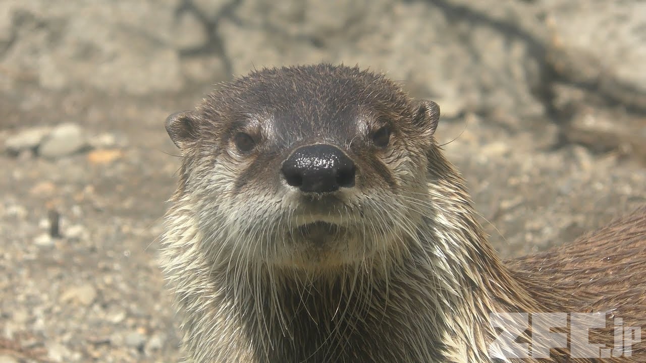 カナダカワウソ の『カエデ』と『リッキー』 (盛岡市動物公園) 2019年4月12日 | ZFC.jp