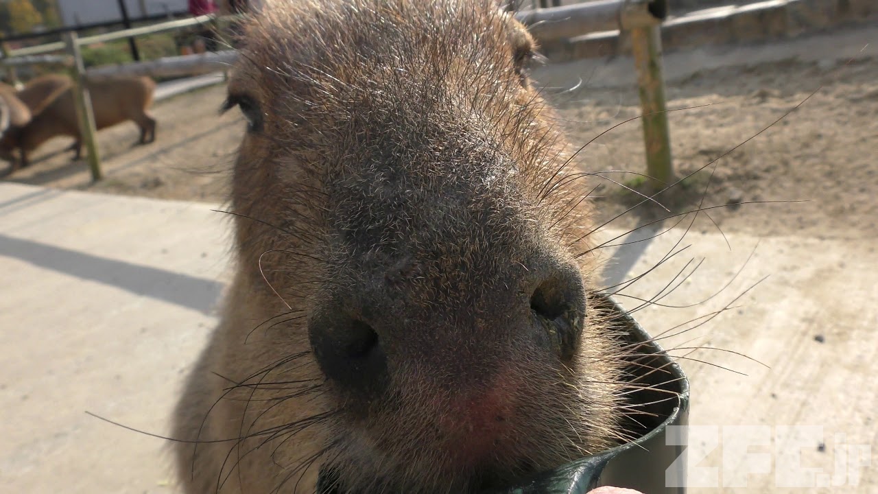 Capybara (Sakai Green Museum Harvest Hill, Osaka, Japan) March 14, 2019 ...