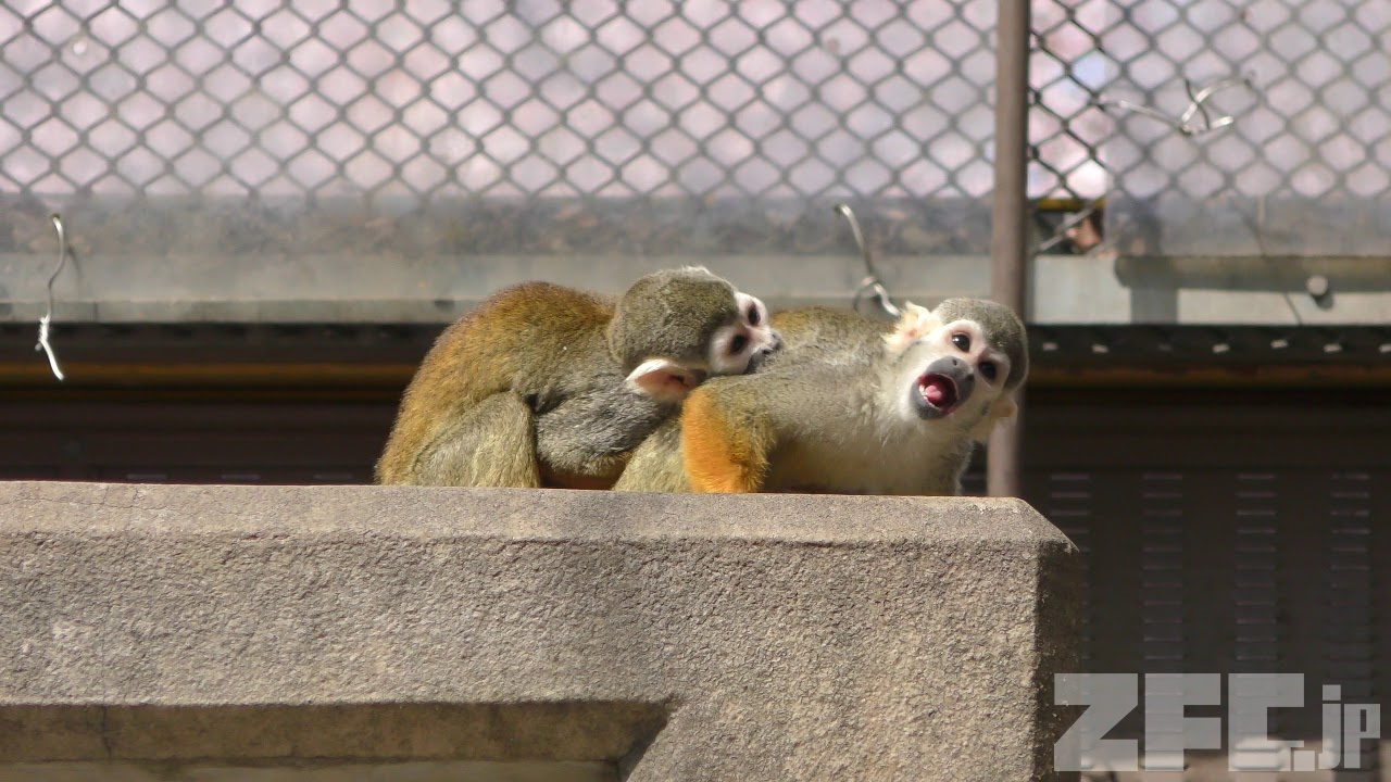 コモンリスザル (東武動物公園) 2018年3月31日 | ZFC.jp