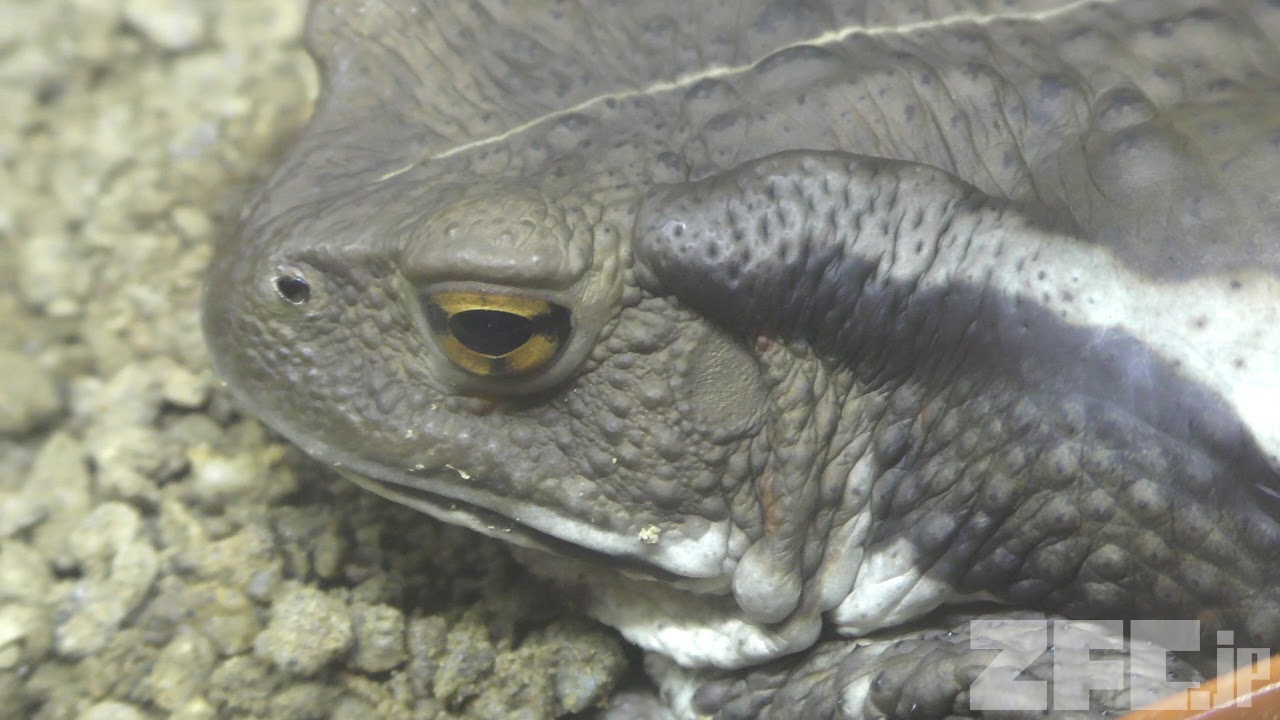 Giant Japanese Mountain Toad