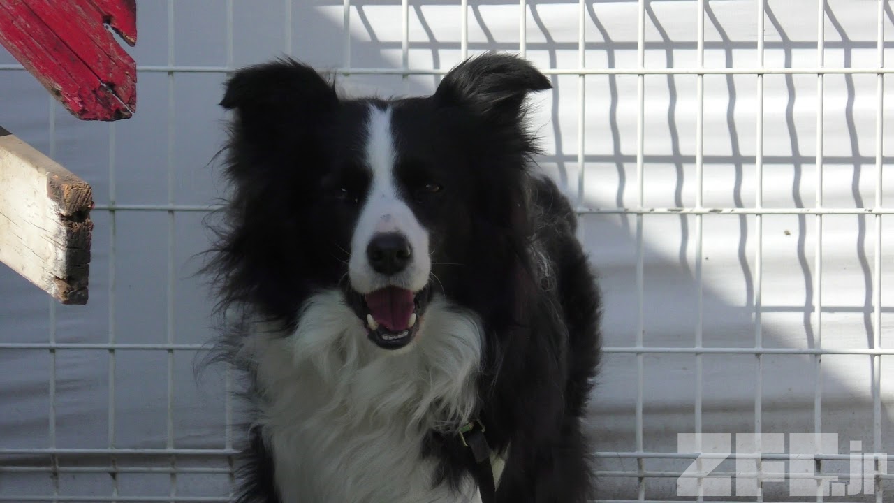 Border Collie (Wanwan Zoo, Aichi, Japan) January 23, 2019 | ZFC.jp