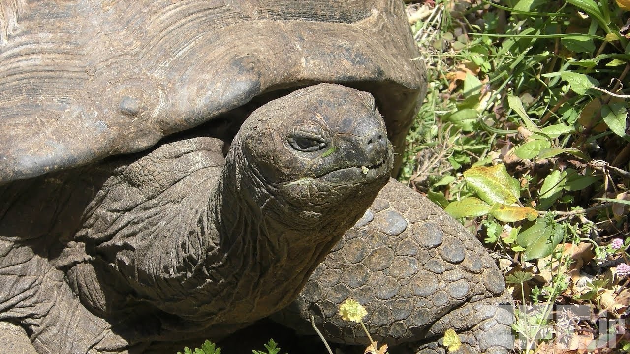 Aldabra giant tortoise (Nagasaki Biopark, Nagasaki, Japan) April 21 ...