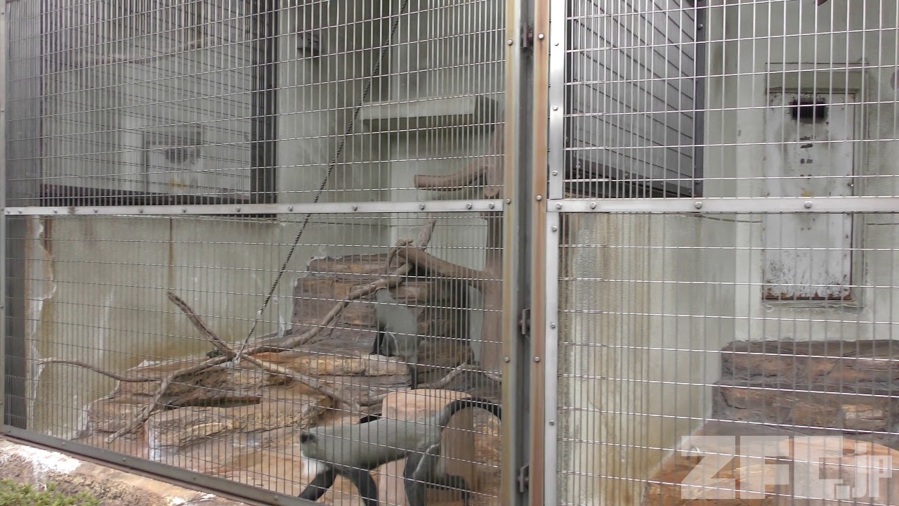 ブラッザグエノン (天王寺動物園) 2019年3月31日 | ZFC.jp