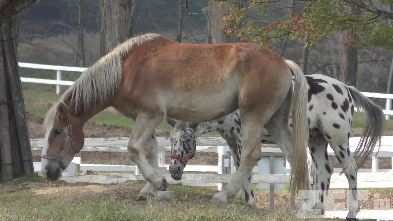 ウマ (滋賀農業公園ブルーメの丘) 2019年10月31日 | ZFC.jp