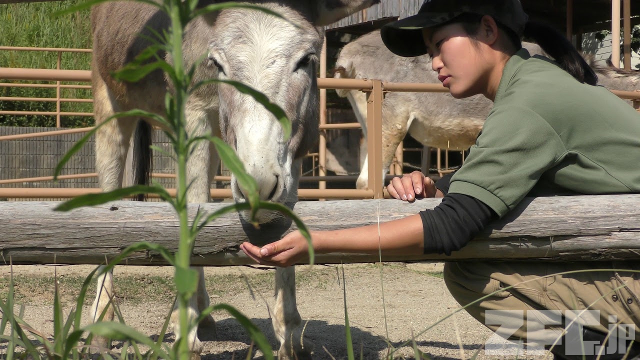 Donkey (MISAKI KOEN Amusement Park, Osaka, Japan) November 4, 2017 | ZFC.jp
