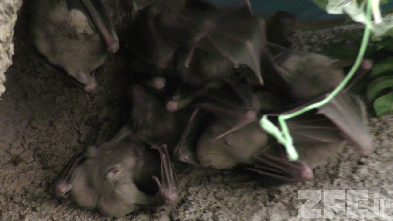 エジプトルーセットオオコウモリ (那須どうぶつ王国) 2018年4月29日 | ZFC.jp