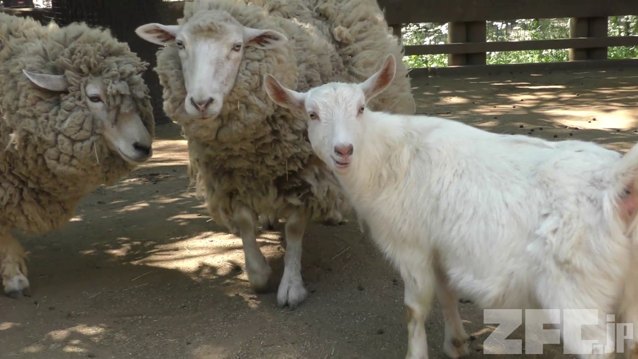Sheep & Goat (Adachi Park of Living Things, Tokyo, Japan) May 5, 2018 ...