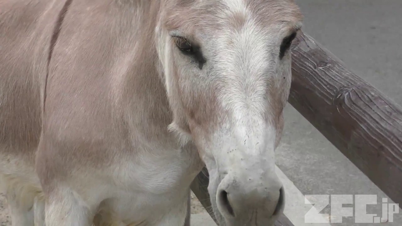 Donkey (Kagoshima City Hirakawa Zoological Park, Kagoshima, Japan) July ...