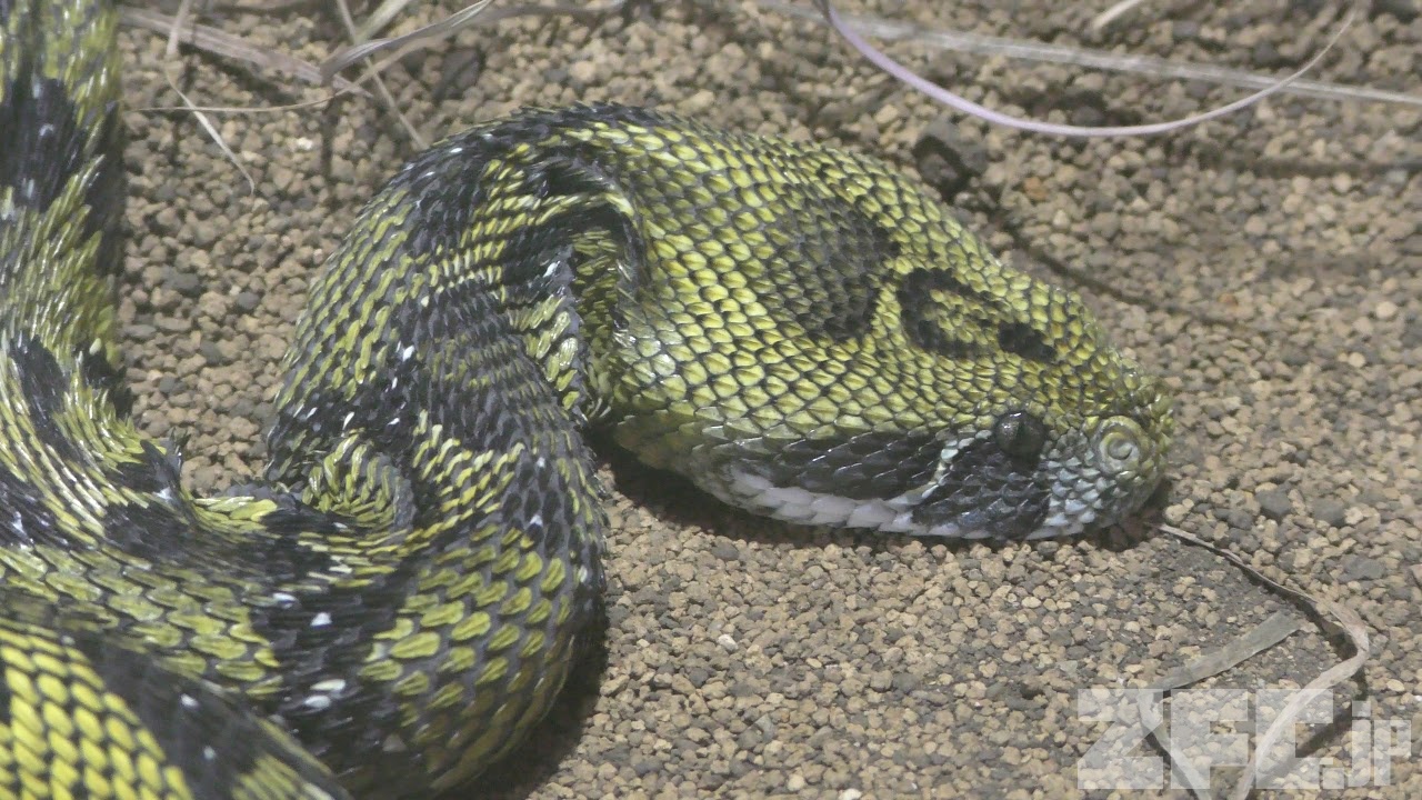 Ethiopian mountain adder | Animal encyclopedia | ZFC.jp