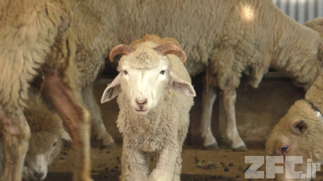 Sheep & Goat (Ostrich Kingdom Ishioka Farm, Ibaraki, Japan) July 16 ...