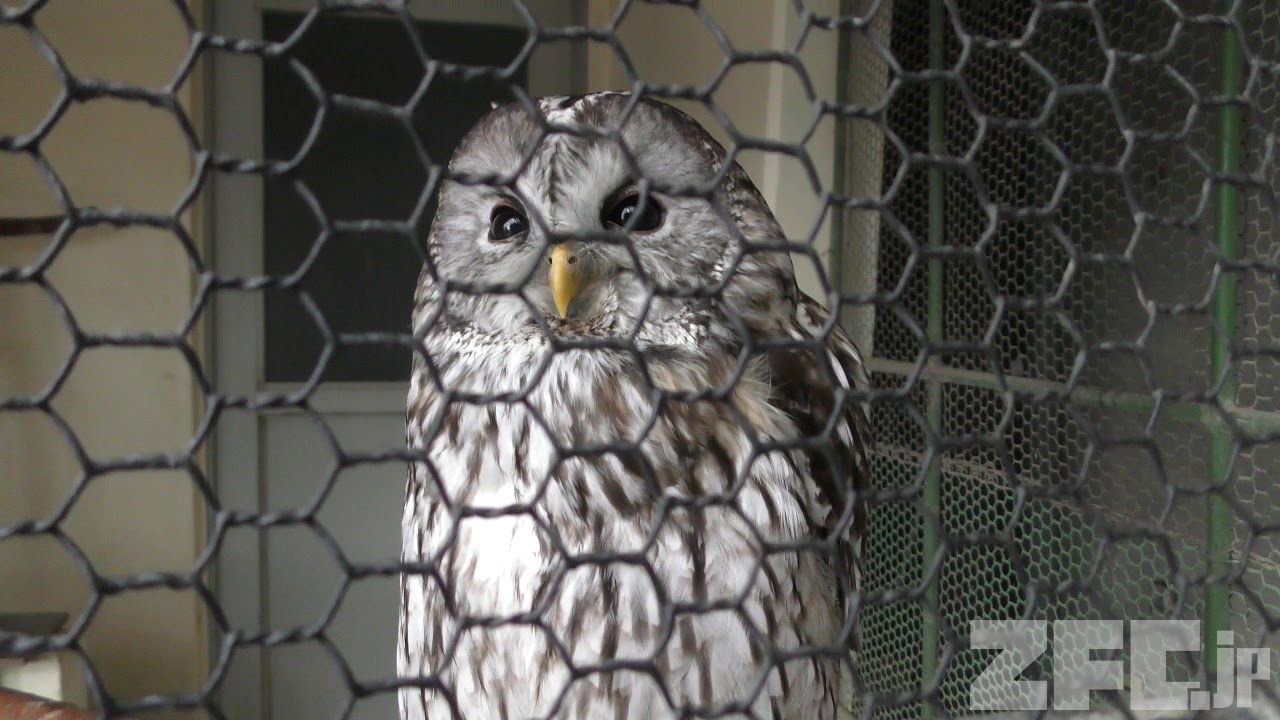フクロウの『フクちゃん』 (小諸市動物園) 2018年4月15日 | ZFC.jp