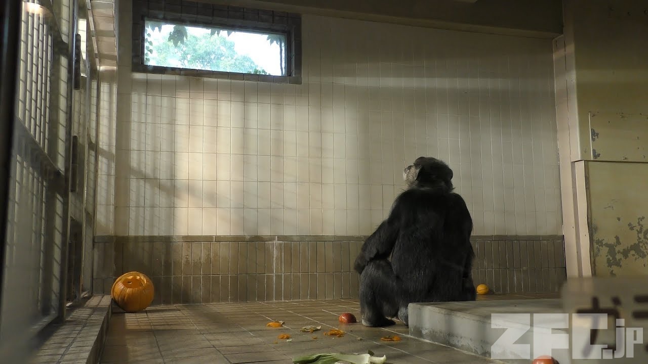 チンパンジー の『ユキ』にハロウィンかぼちゃのプレゼント (王子動物園) 2019年10月27日 | ZFC.jp