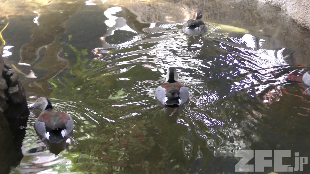 クビワコガモ (那須どうぶつ王国) 2018年4月29日 | ZFC.jp