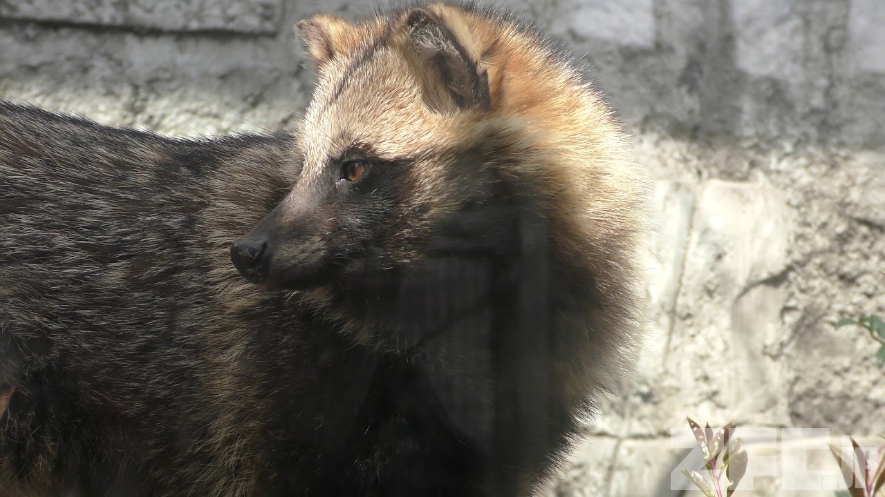 ホンドタヌキ (天王寺動物園) 2019年3月31日 | ZFC.jp