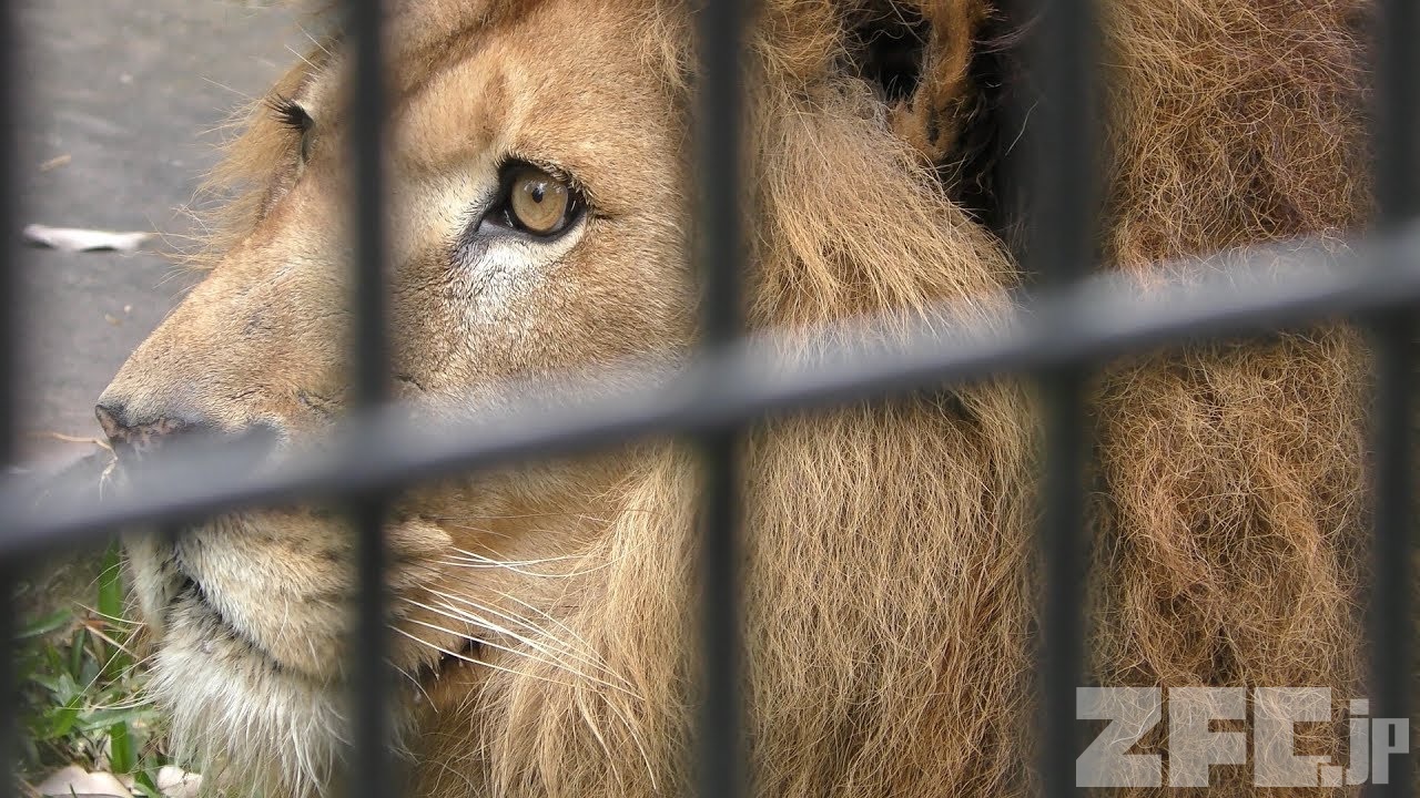 ライオン の『ジオン』 (鹿児島市 平川動物公園) 2019年4月17日 | ZFC.jp