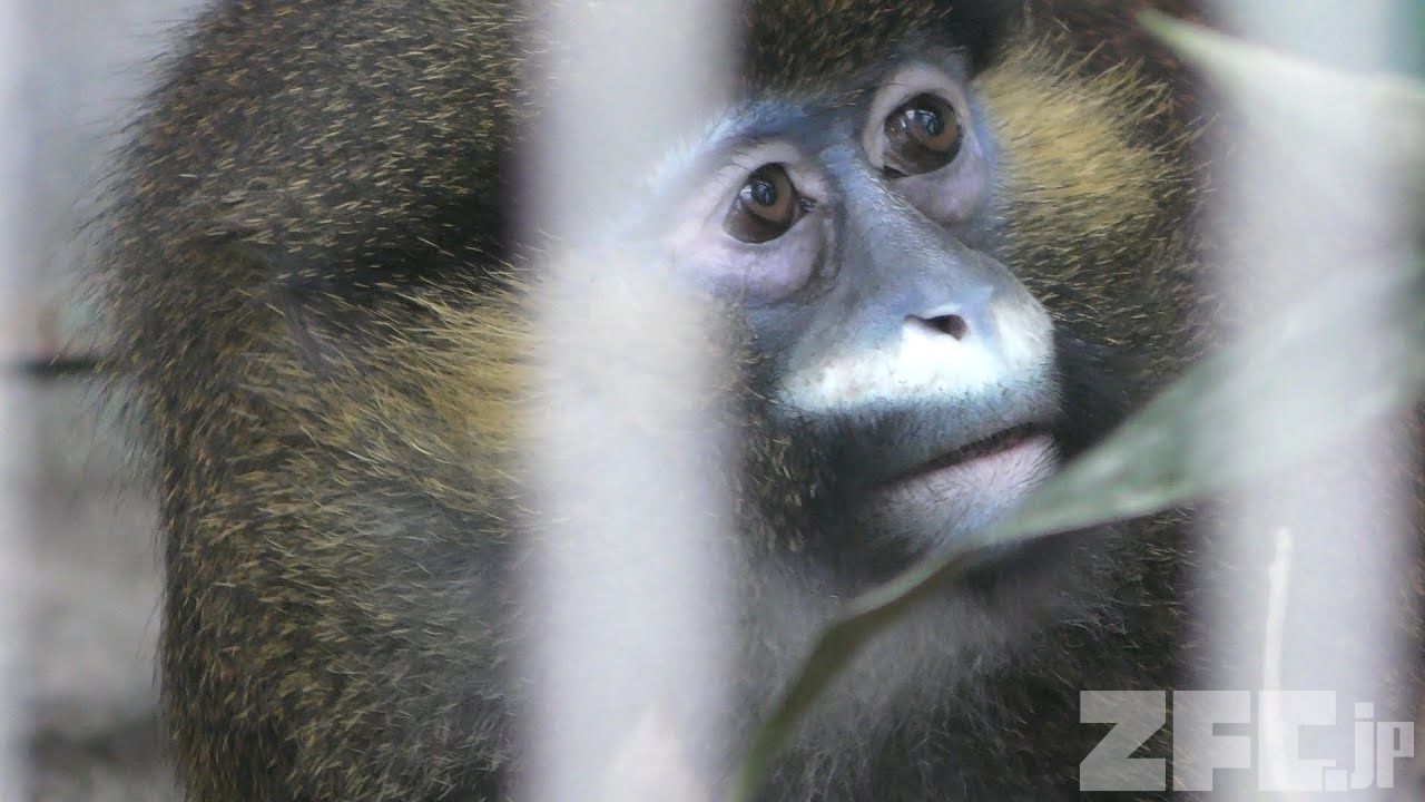 Moustached guenon | Animal encyclopedia | ZFC.jp