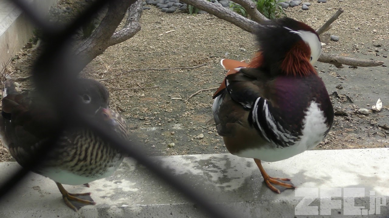 ツル舎の オシドリ と マガモ (天王寺動物園) 2019年3月31日 | ZFC.jp