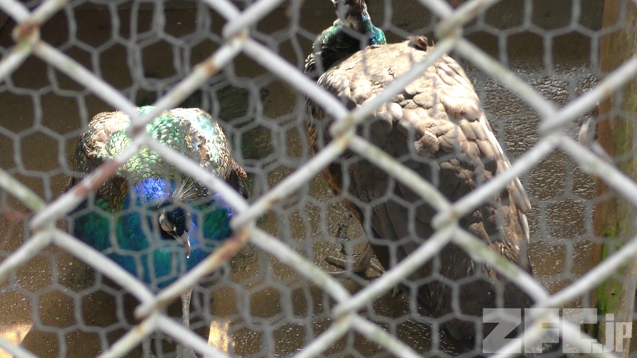 インドクジャク と シロクジャク (福知山市動物園) 2019年3月29日 | ZFC.jp