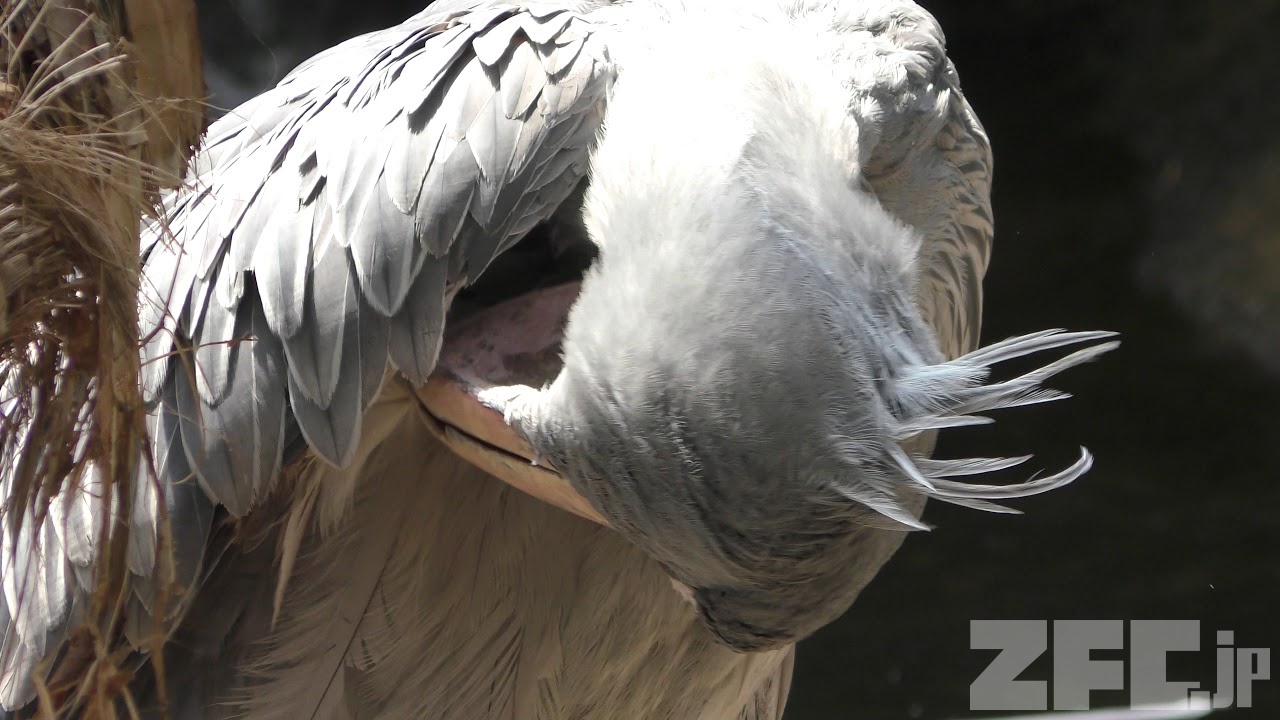 ハシビロコウ の『ボンゴ』と『カシシ』 (那須どうぶつ王国) 2019年8月2日 | ZFC.jp