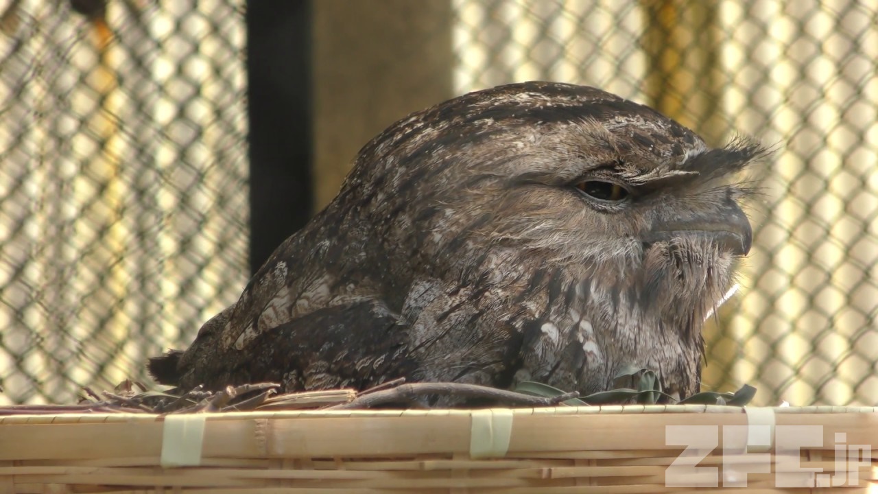 オーストラリアガマグチヨタカ (キャンベルタウン野鳥の森) 2018年3月31日 | ZFC.jp