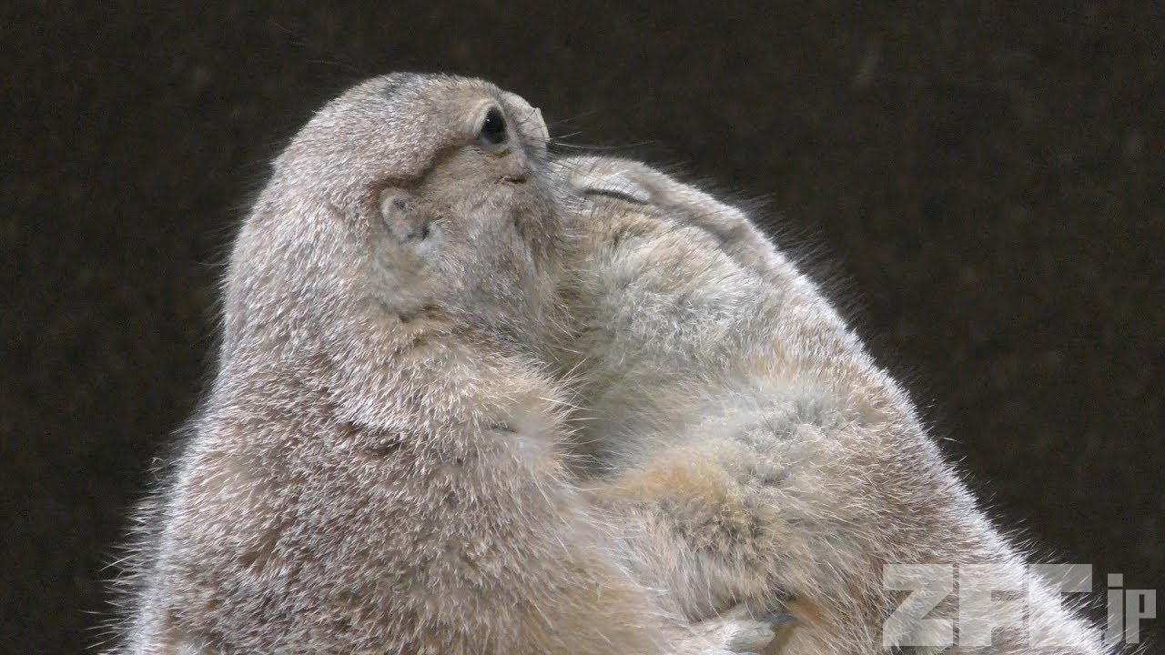 キスをする オグロプレーリードッグ (神戸どうぶつ王国) 2018年9月15日 | ZFC.jp