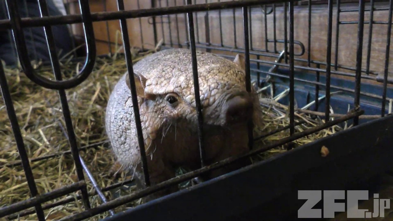 Screaming hairy armadillo (Fuji Safari Park, Shizuoka, Japan) November ...