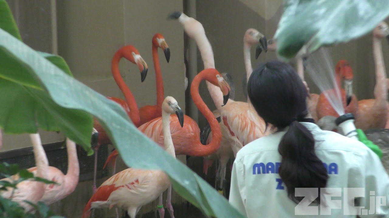 ベニイロフラミンゴとチリーフラミンゴ (円山動物園) 2018年2月12日 | ZFC.jp