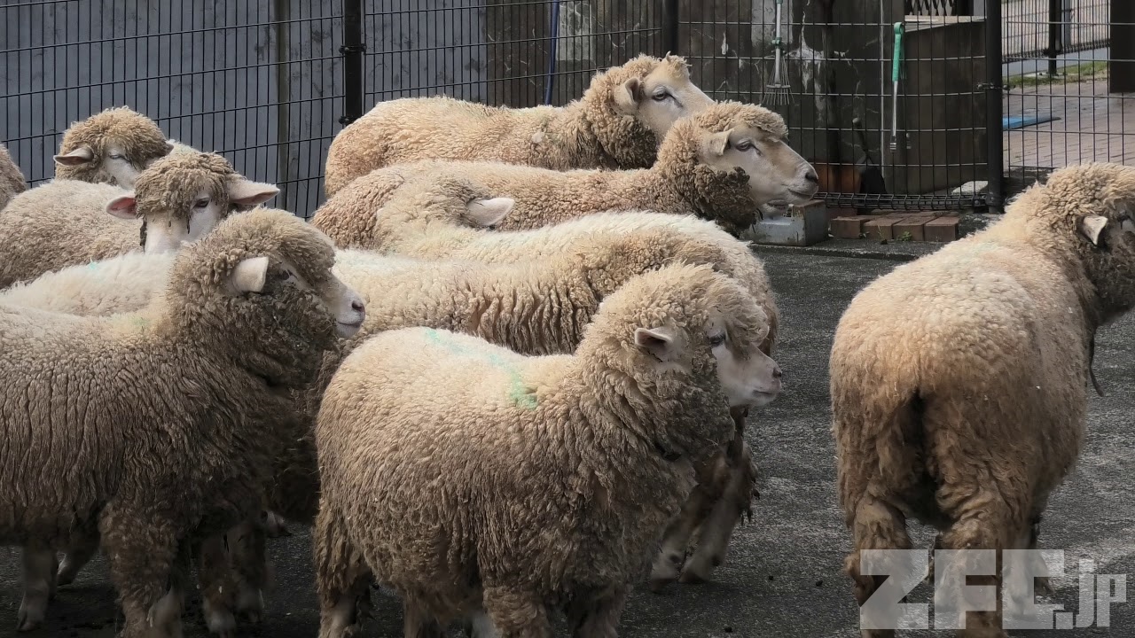 Sheep & Goat (Hyogo Prefectural Tajima Pastuer Park, Hyogo, Japan ...