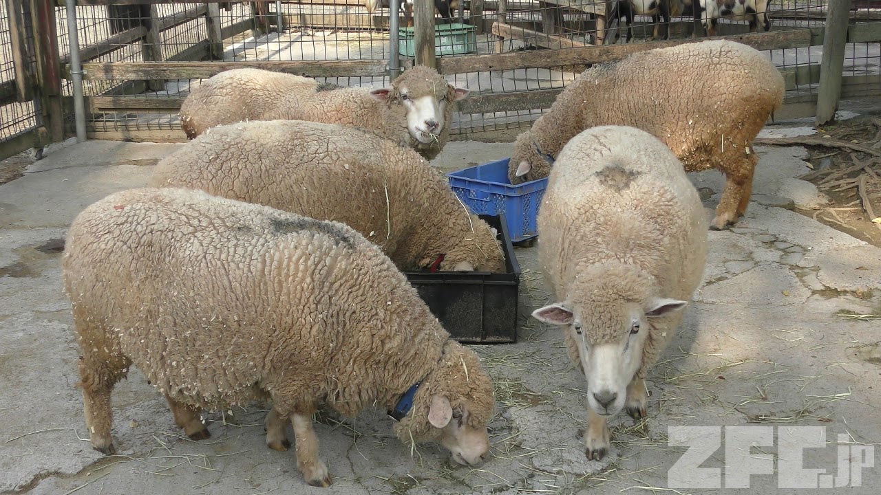 ヒツジ (アグリパーク竜王 動物ふれあい広場) 2019年10月31日 | ZFC.jp