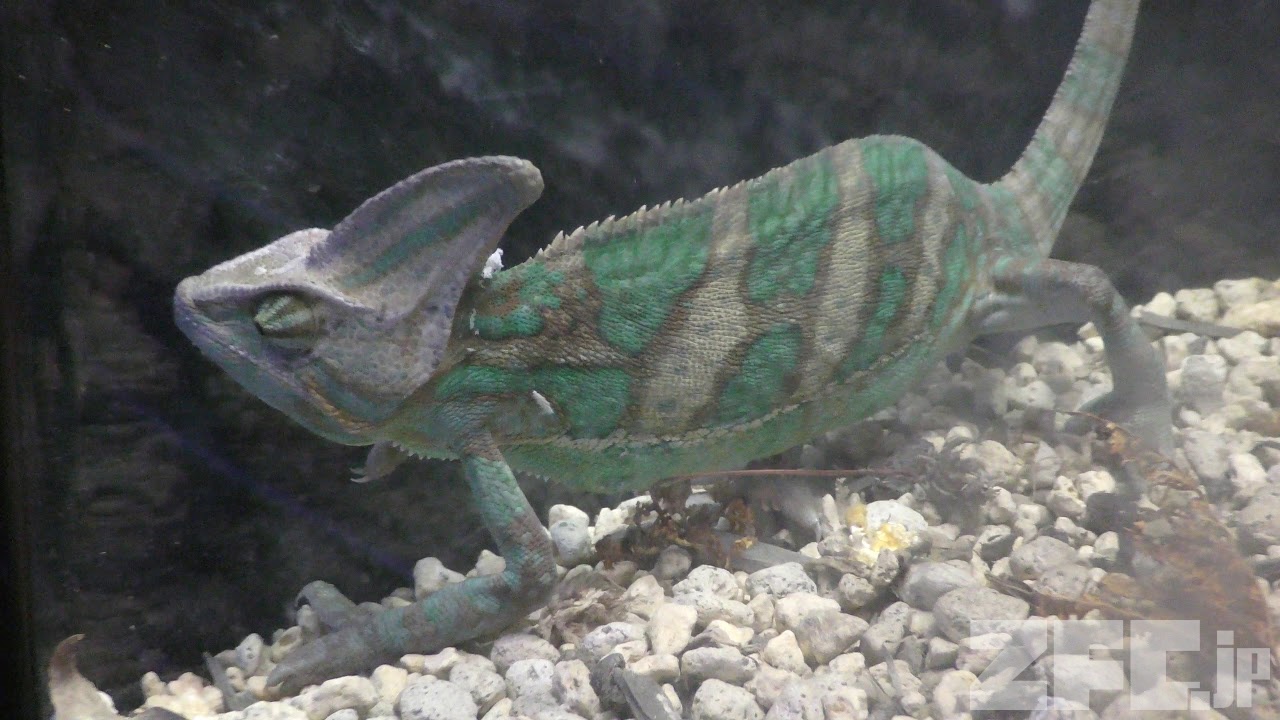 Veiled chameleon (Takeshima Aquarium, Aichi, Japan) January 23, 2019 ...