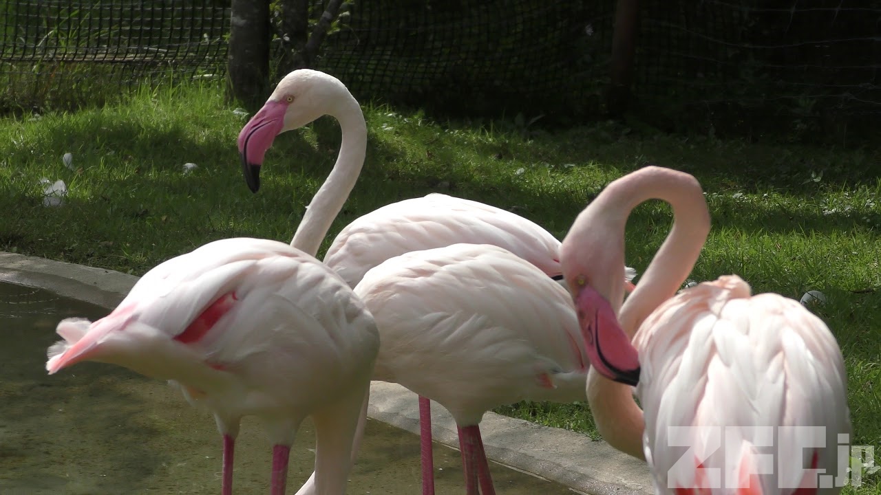 Greater Flamingo (Nasu Animal Kingdom, Tochigi, Japan) September 10 ...
