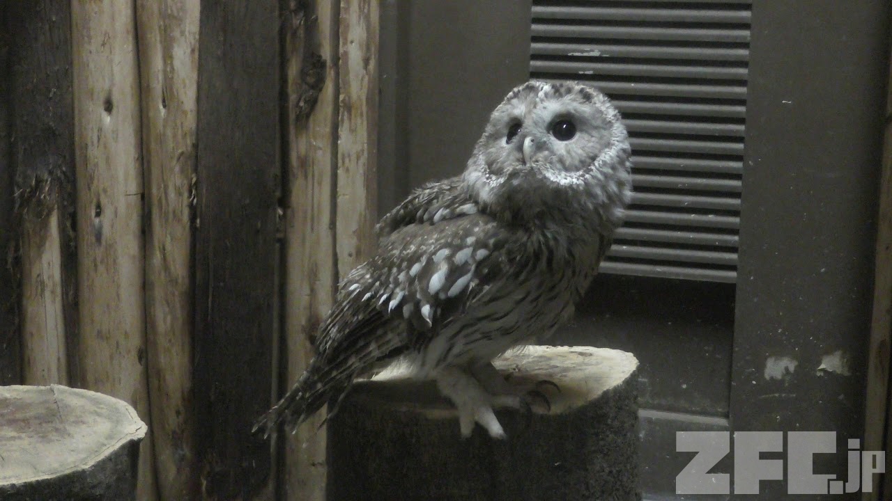 フクロウ (天王寺動物園) 2019年3月31日 | ZFC.jp