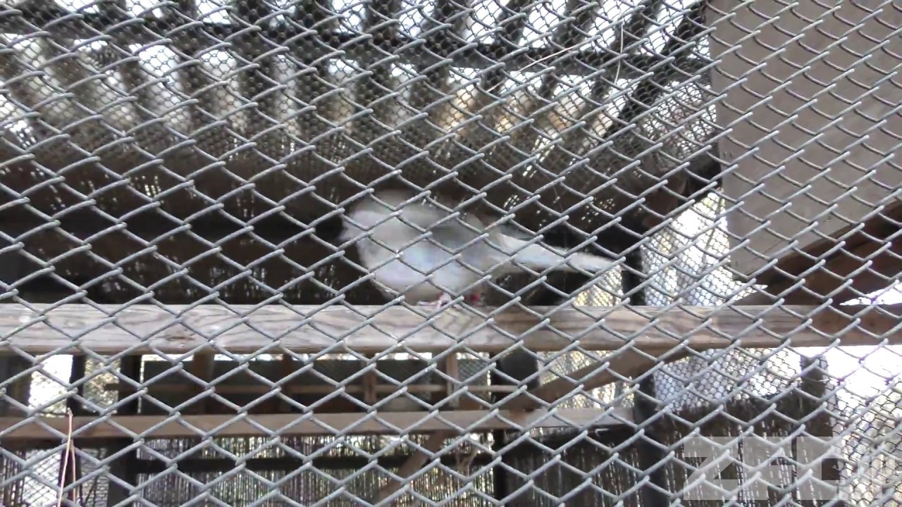 Eurasian Collared Dove (OMIYA PARK ZOO, Saitama, Japan) February 4 ...