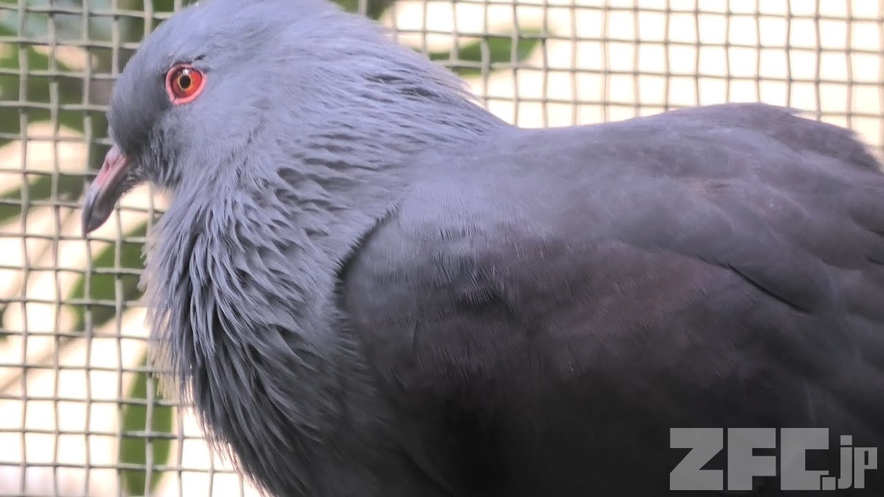 Goliath imperial pigeon | Animal encyclopedia | ZFC.jp