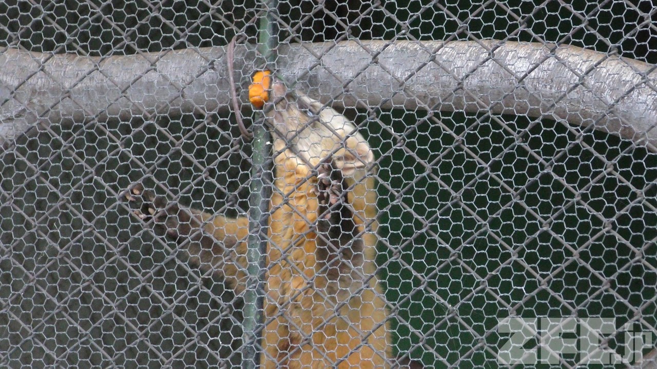 Japanese Raccoon Dog & Japanese marten melampus (Komoro City Zoo ...