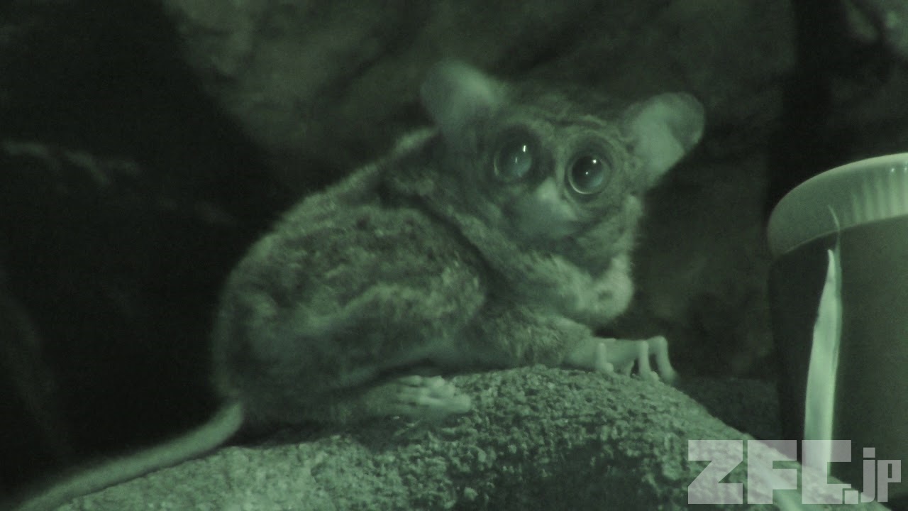Spectral tarsier (Ueno Zoological Gardens, Tokyo, Japan) August 23 ...