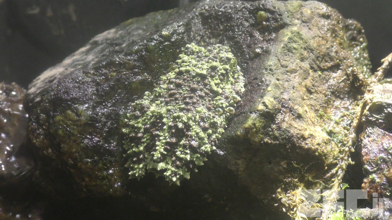 Mossy bugeyed frog | Animal encyclopedia | ZFC.jp