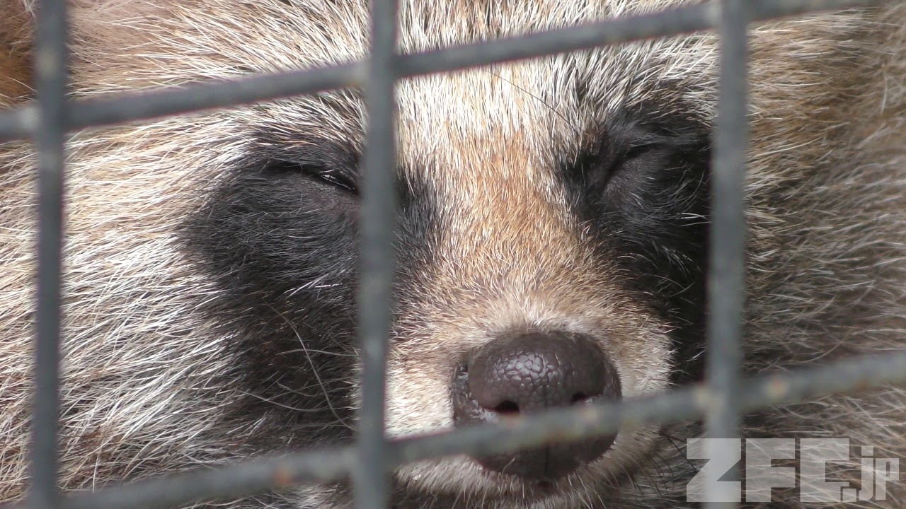 エゾタヌキ の『あん』と『シロ』 (おびひろ動物園) 2019年7月6日 | ZFC.jp