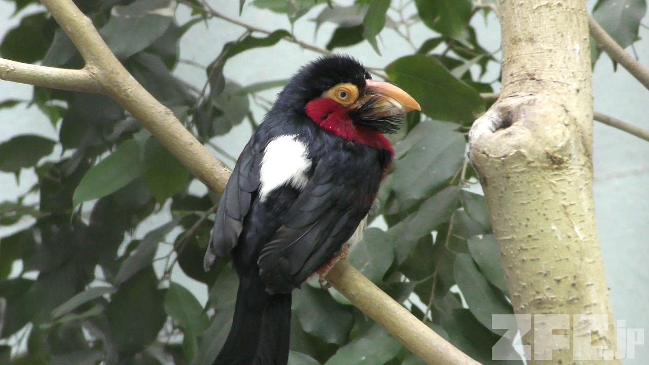 Bearded barbet | Animal encyclopedia | ZFC.jp