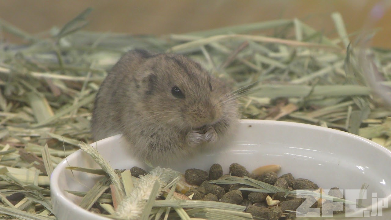 Steppe lemming (Sagamigawafureai Science Museum Aquarium, Kanagawa ...