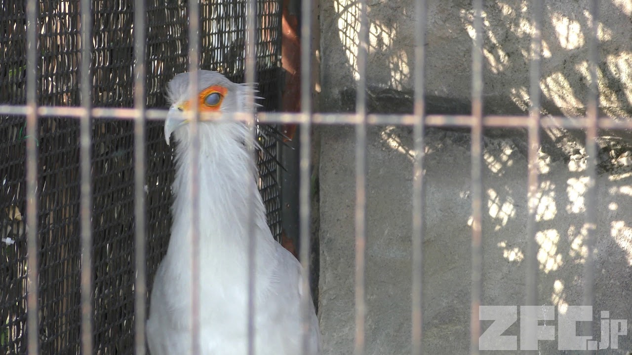 ヘビクイワシの『パックンチョ』 (東武動物公園) 2018年3月31日 | ZFC.jp