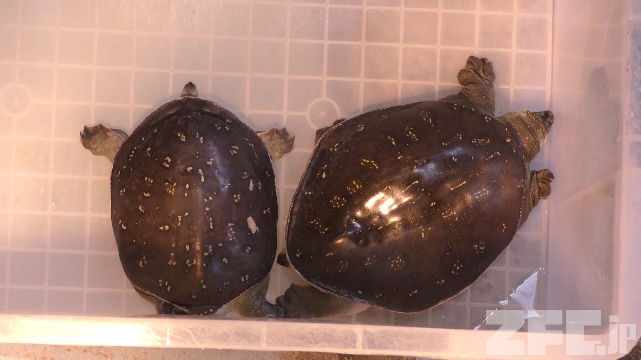 Indian flap-shelled turtle (andersoni) | Animal encyclopedia | ZFC.jp