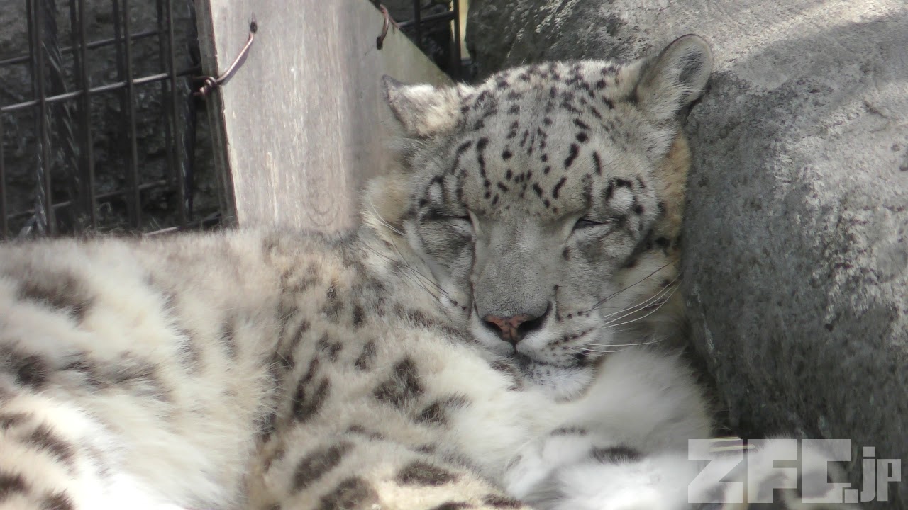 Snow Leopard In Japanese