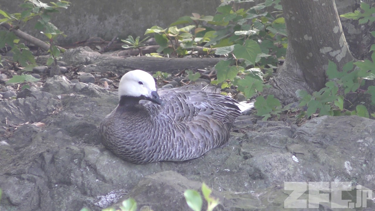 Emperor goose (Aloha Garden TATEYAMA, Chiba, Japan) June 17, 2018 | ZFC.jp