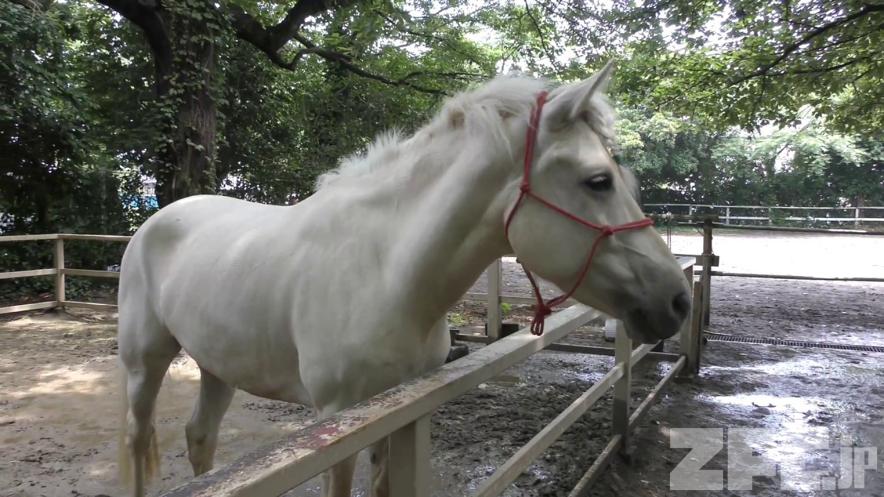ポニー の『月深』 (清水公園 ポニー牧場) 2018年6月24日 | ZFC.jp
