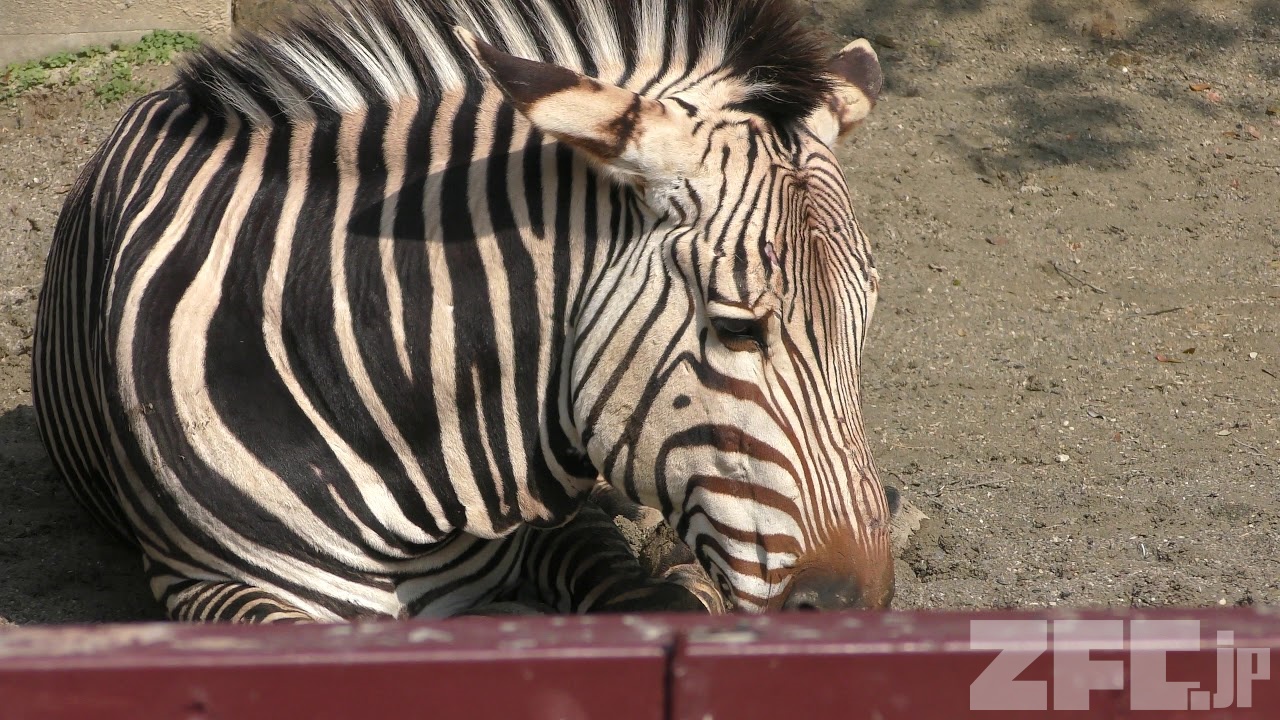 ハートマンヤマシマウマ の『イブキ』 (しろとり動物園) 2019年3月1日 | ZFC.jp